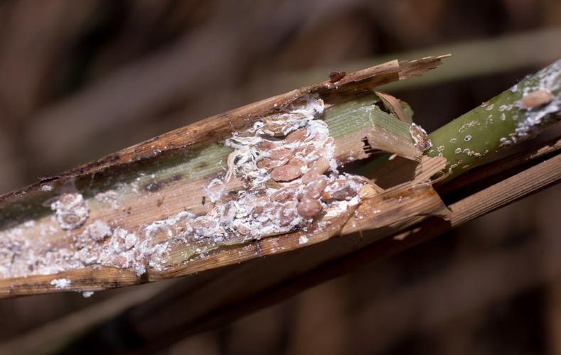 Louisiana scientists say a reviled plant could save the coast's insect ...
