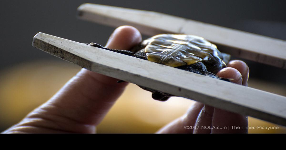 Baby turtles are returned to newly restored Louisiana barrier island ...