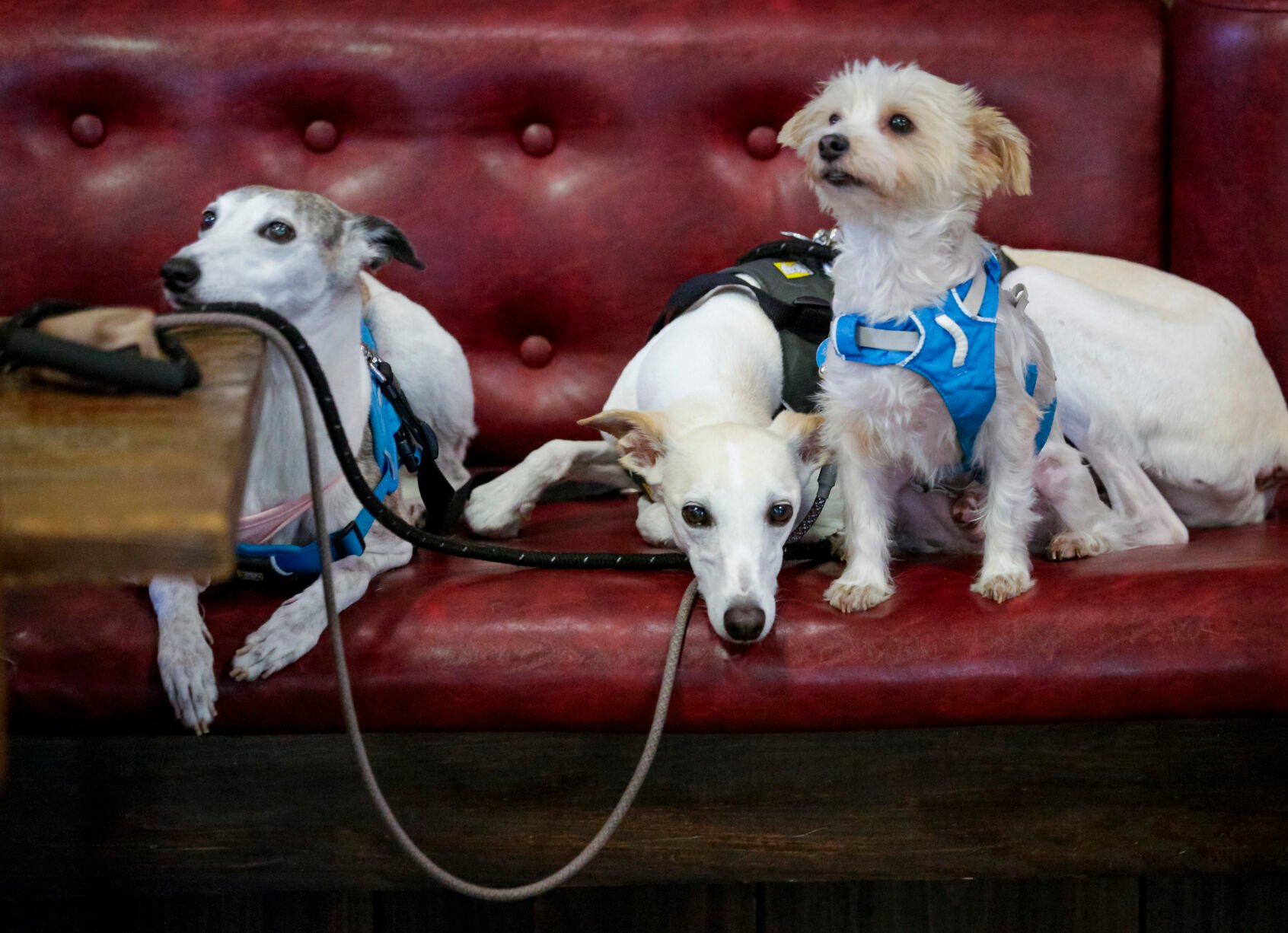 Retired Greyhound racers take it easy in the Big Easy | Photos | nola.com