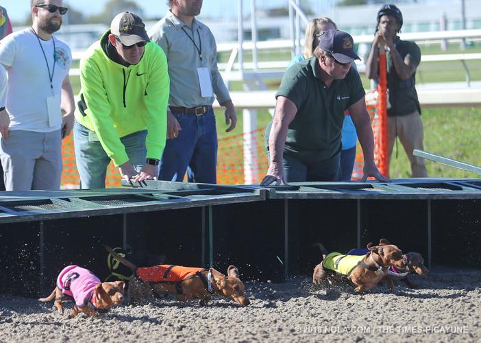 Wiener Dog Racing at Fair Grounds: photos & video | Archive | nola.com