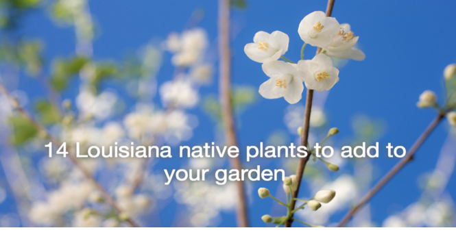 14 Louisiana native plants to add to your garden | Home/Garden | nola.com