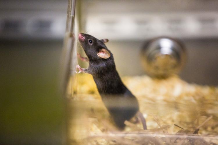 Mice in tiny hearing devices help Tulane scientist study hearing loss ...