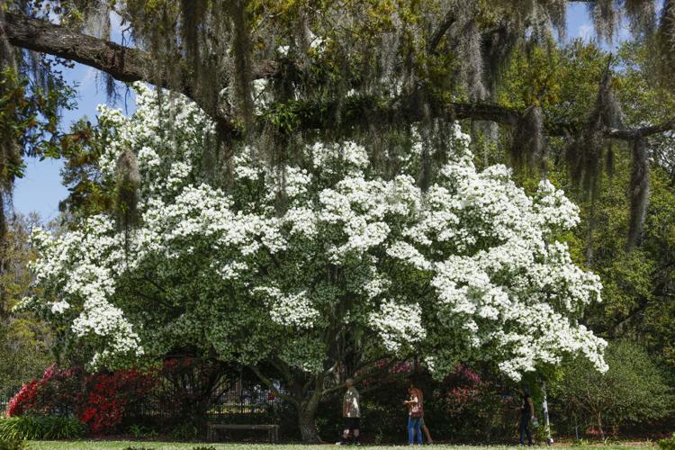 Choose a spring-flowering tree for your landscape | Home/Garden | nola.com
