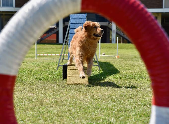Bissonet Plaza Elementary School treats students to dog agility show ...