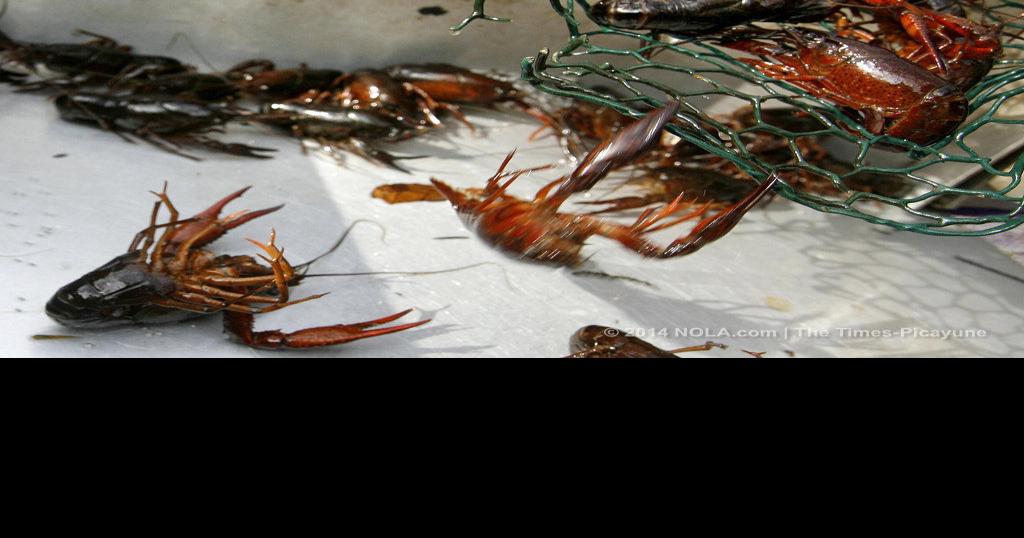 Killer shrimp and Louisiana crawfish banned from Michigan lakes ...