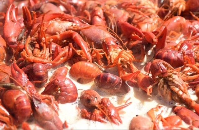 Flavor, Fun, and Community Spirit: The Louisiana Crawfish Festival ...