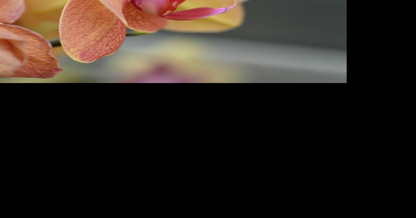 Orchids can be easy to grow. Dan Gill explains how. | Home/Garden ...