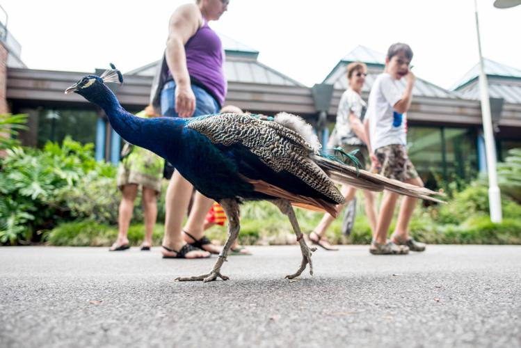 Here’s how New Orleans residents can get free admission to Audubon Zoo ...
