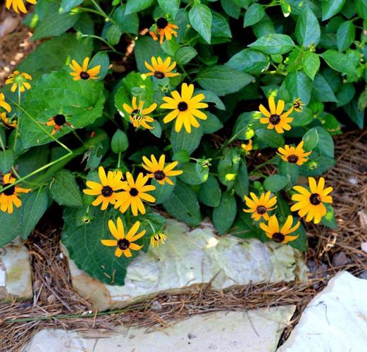 Form plus function add up to a colorful mini-wetland | Home/Garden | nola.com