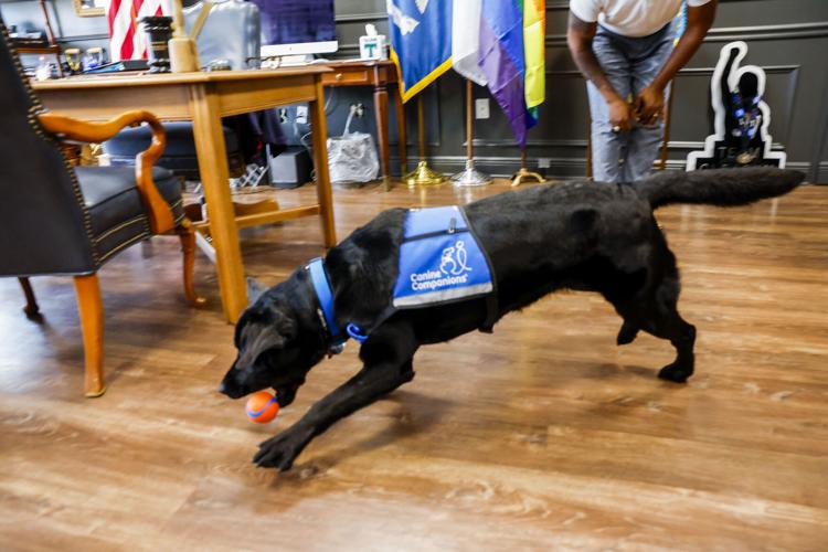 Orleans Parish DA's Office brings on a dog to help victims | Courts ...