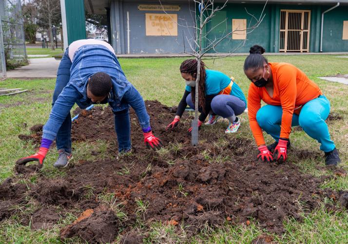 New Orleans tree planting efforts fall short of other cities ...
