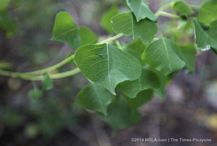 Volunteers, armed with machetes, hunt down invasive Chinese tallow ...