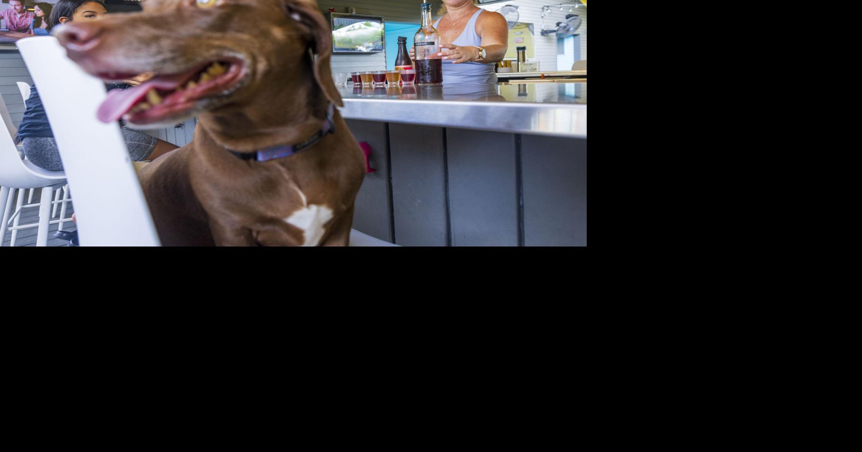 New Orleans' Dog House is part restaurant, part dog park | Where NOLA ...