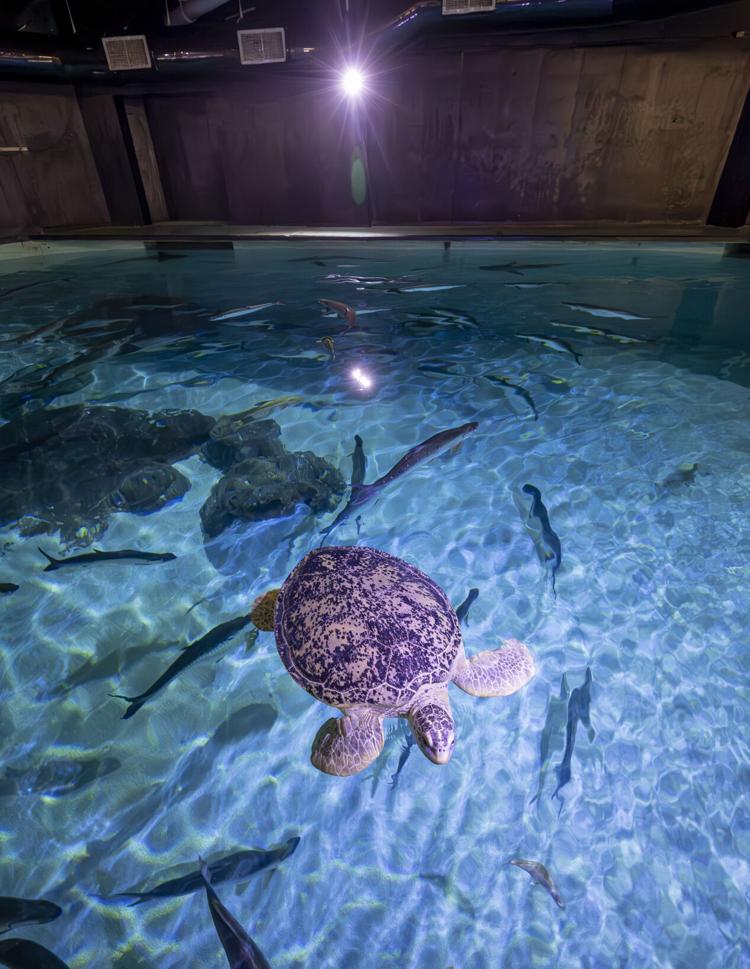 What to know before you go: Audubon Aquarium, Insectarium ...