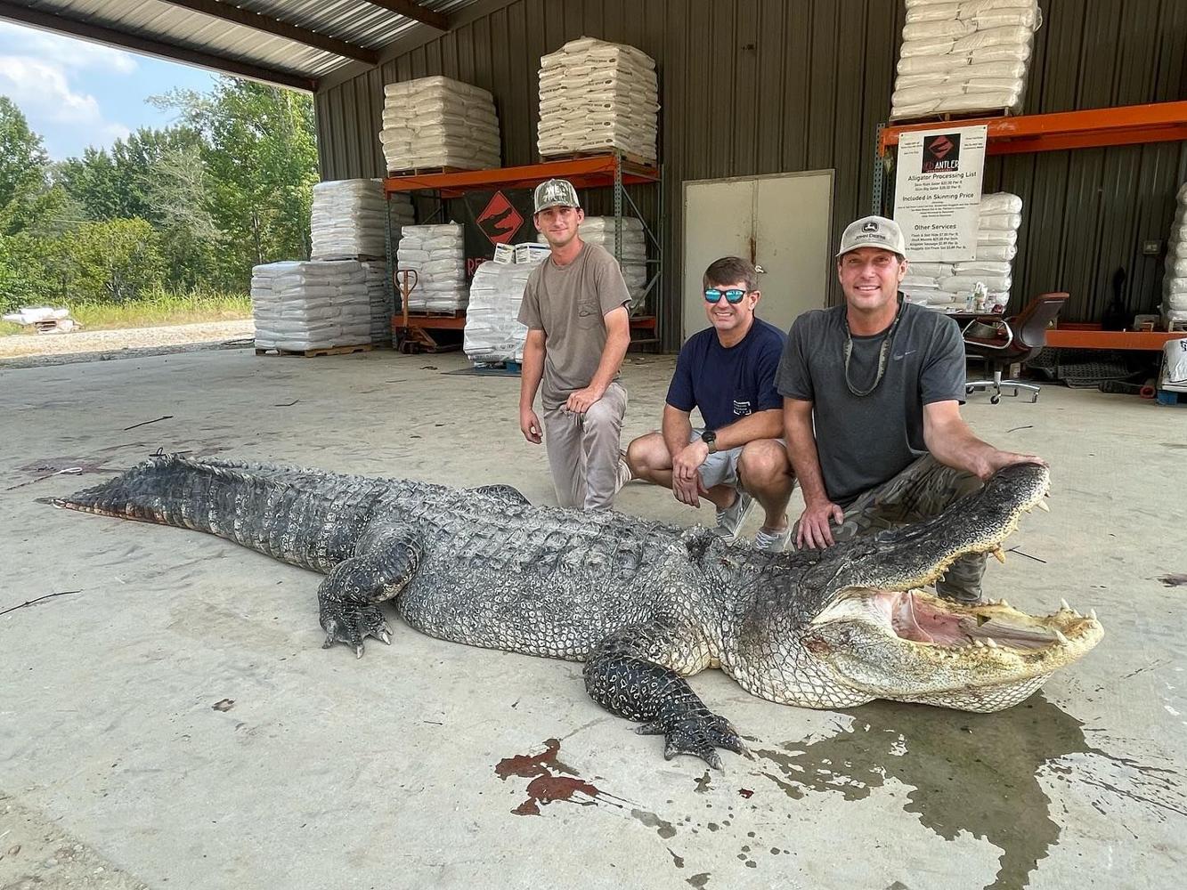 Massive alligator caught in Mississippi is new state record | News ...