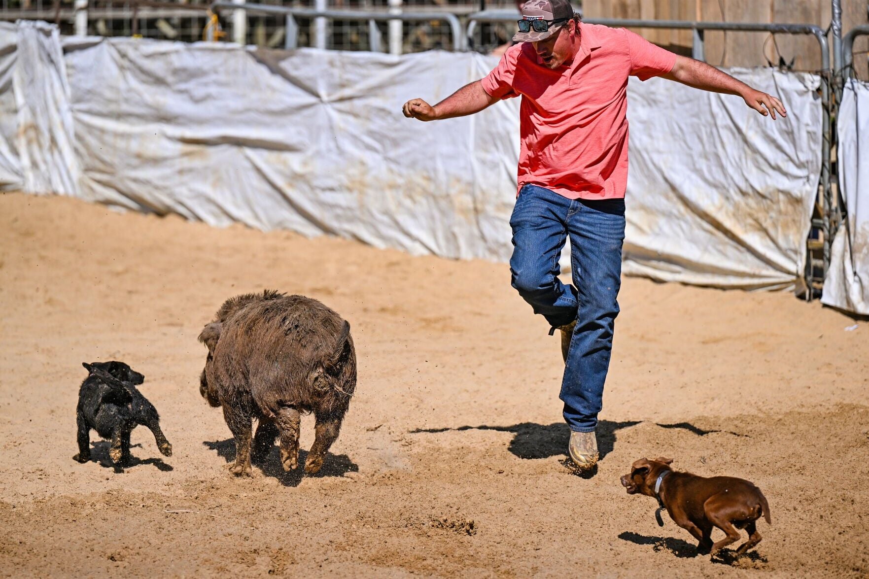 Photos: Keeping wild hogs at bay during Uncle Earl’s Hog Dog Trials ...