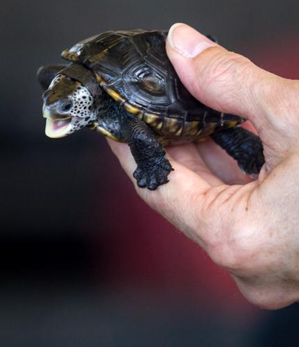 Shell game: researchers release 21 diamondback terrapins hatched from ...