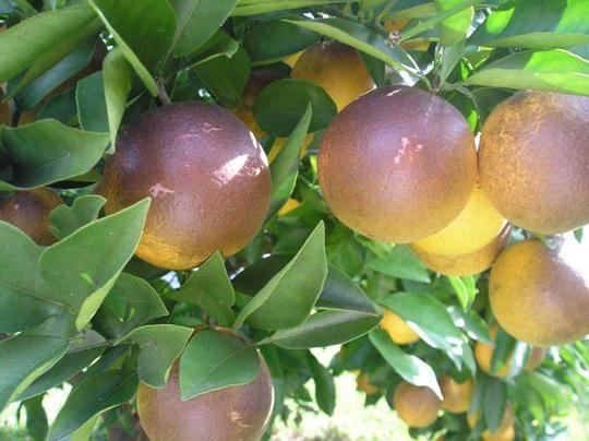 What causes brown discoloration on citrus fruit? | Home/Garden | nola.com