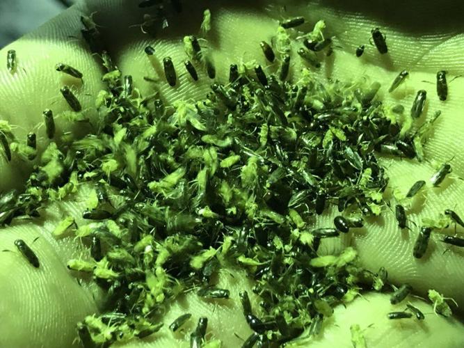 Insectarium guru heads to local swamps to collect bugs | Archive | nola.com