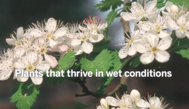 11 plants that flourish in wet, soggy conditions | Home/Garden | nola.com