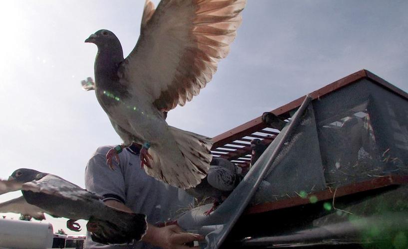 New Orleans D-Day pigeon race will honor messengers of WWII ...