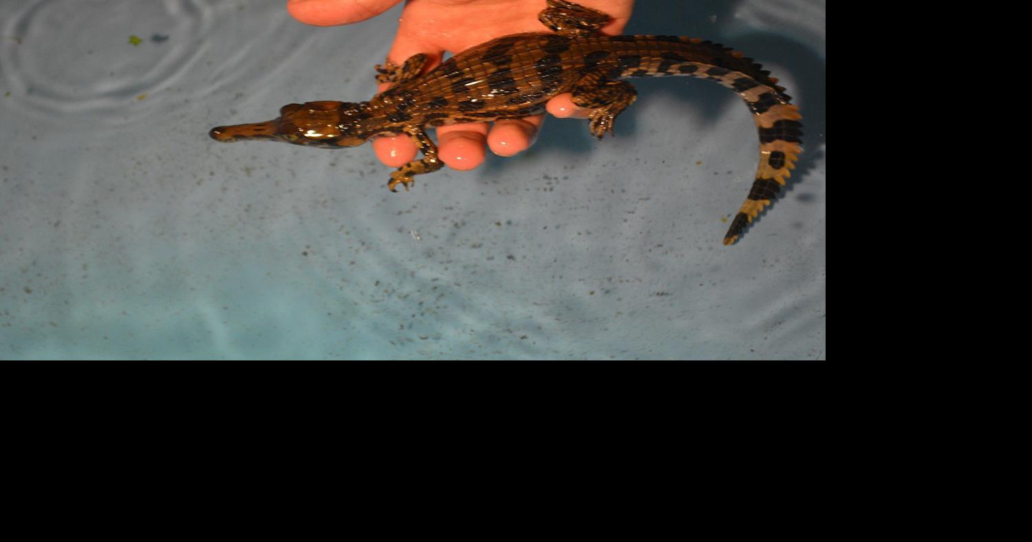 Endangered crocs hatched at Audubon Zoo | The Latest | Gambit Weekly ...