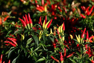Spice things up this fall with ornamental peppers: LSU Garden News ...