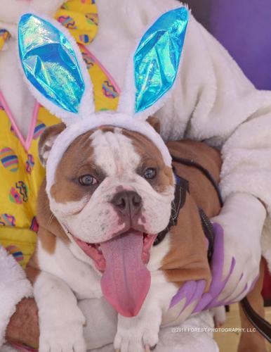 Spring Fling Pet Fest all about the fun, and raising awareness ...