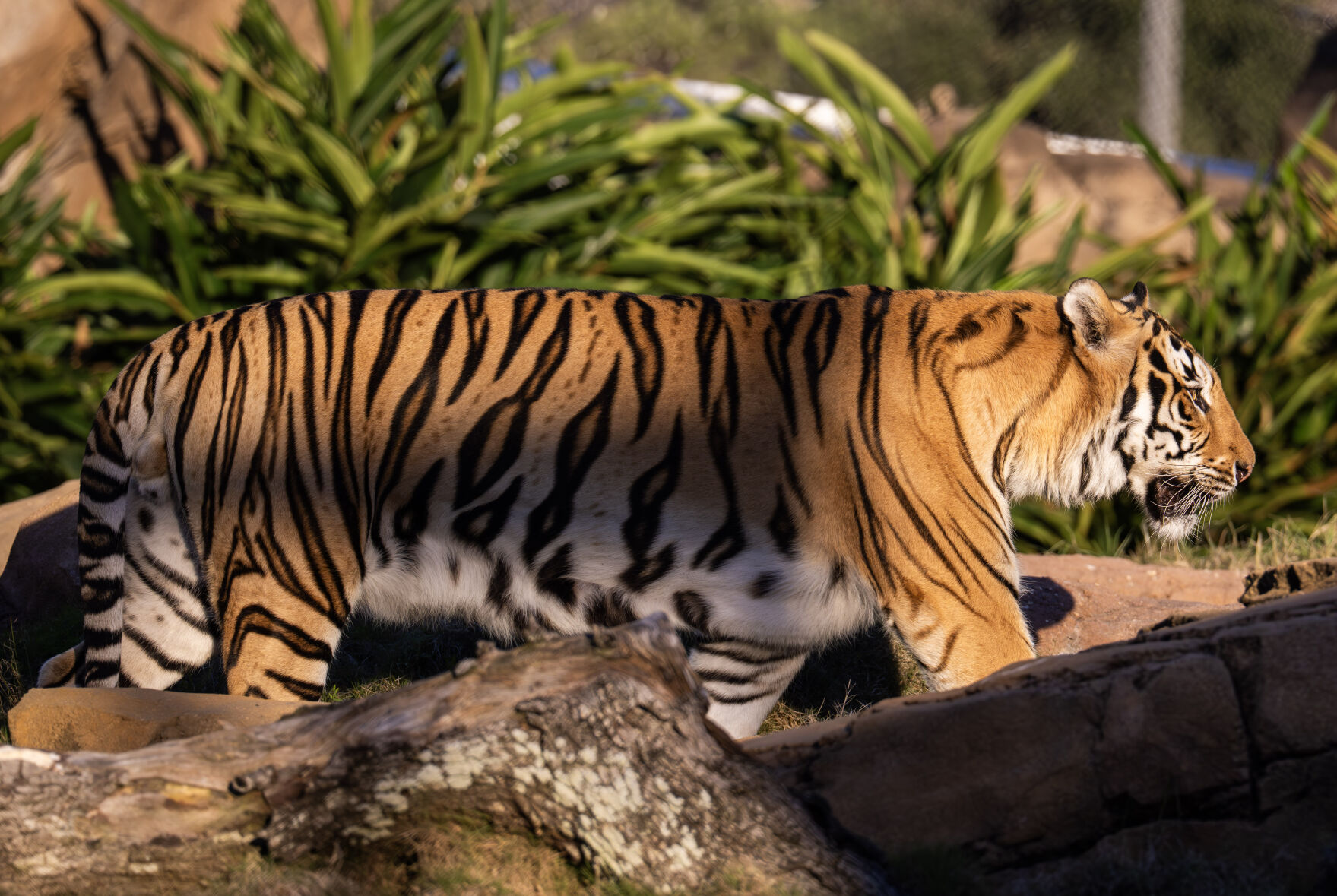 BR.mikevii.012226_0898 MJ.JPG | | nola.com