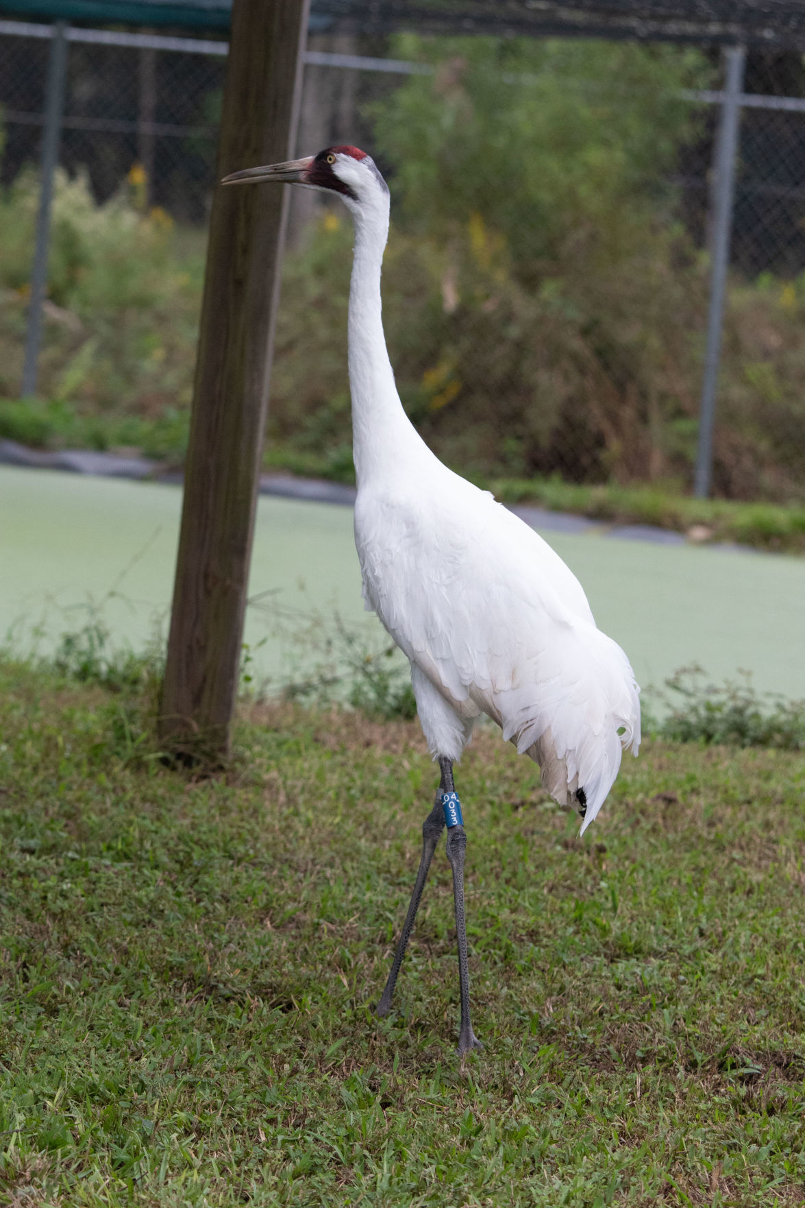 Dozens of whooping cranes to New Orleans; pioneering Maryland lab ends ...