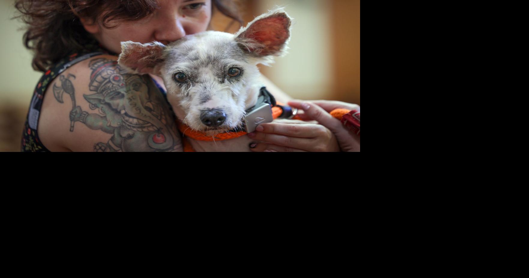 Scrim the dog was first rescued in Houma, Louisiana | Entertainment ...