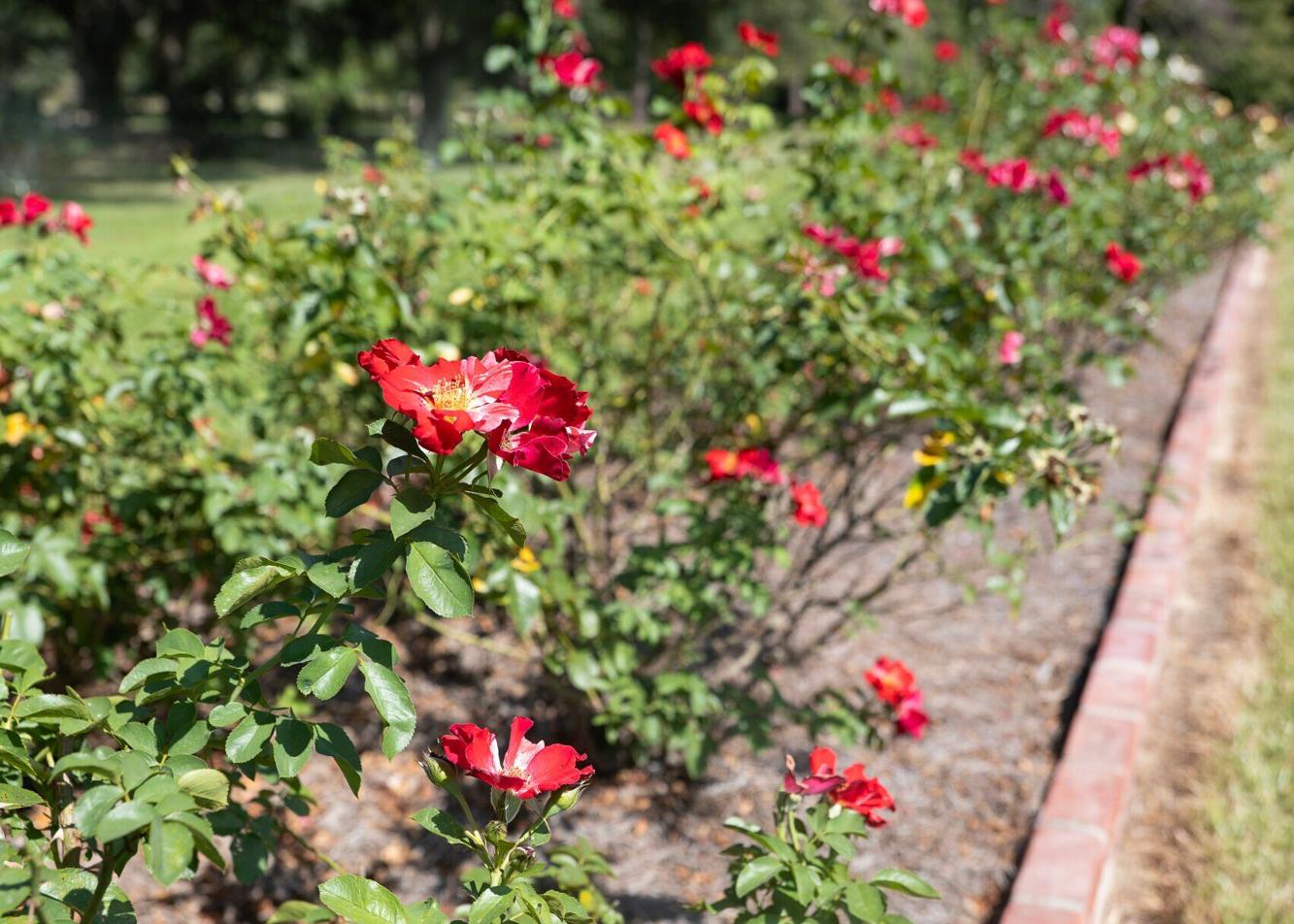Prune roses and you could have new blooms by late October ...