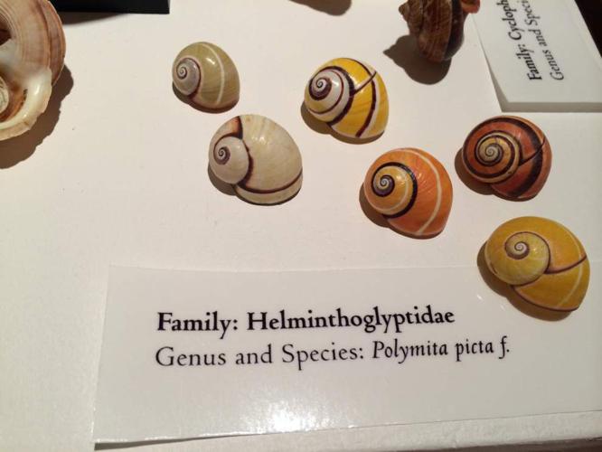 Paintings and the seashells that inspired them on display at Baton ...