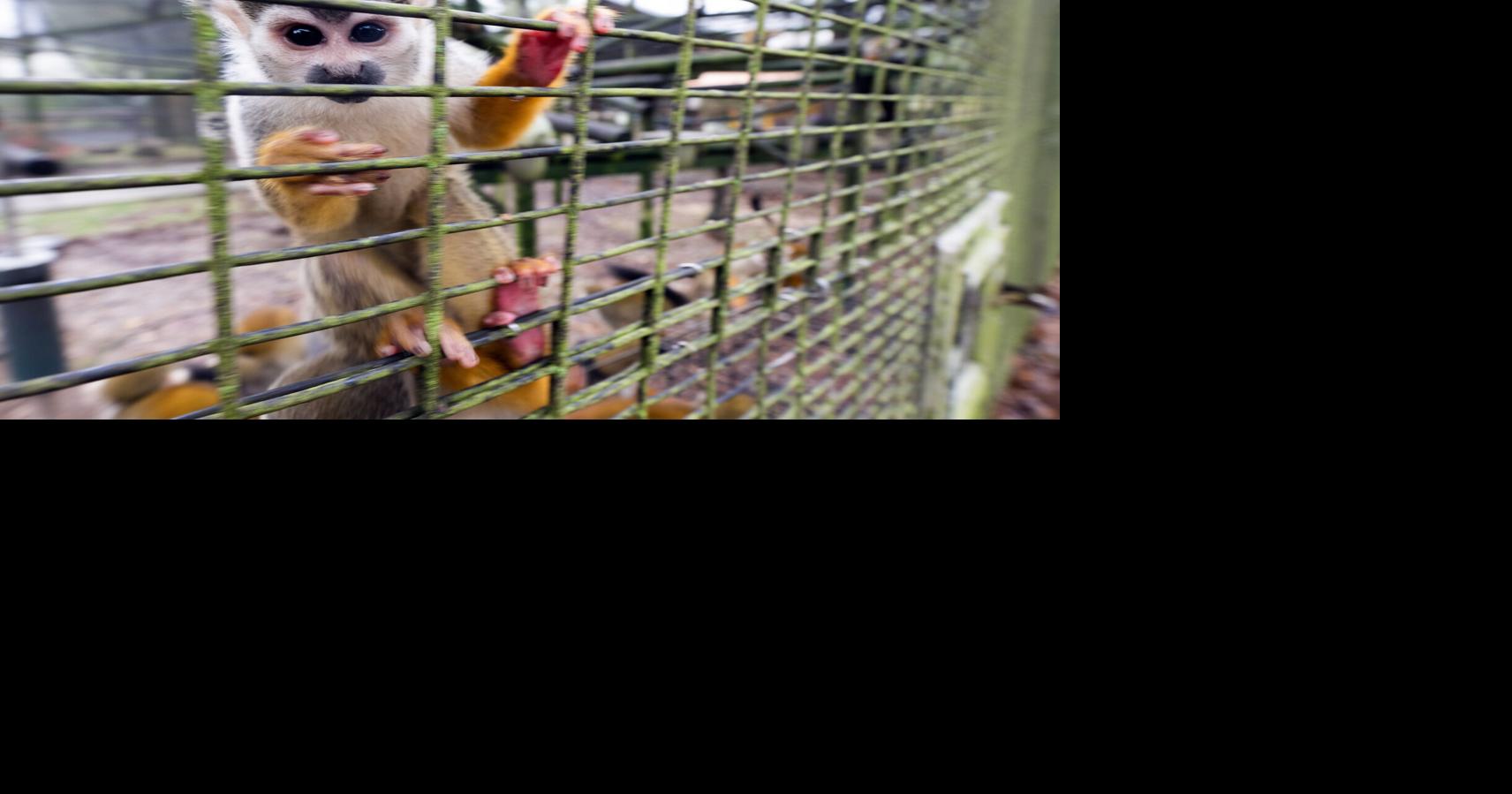 Man jailed in Dallas monkey theft case says he'd do it again | Crime ...