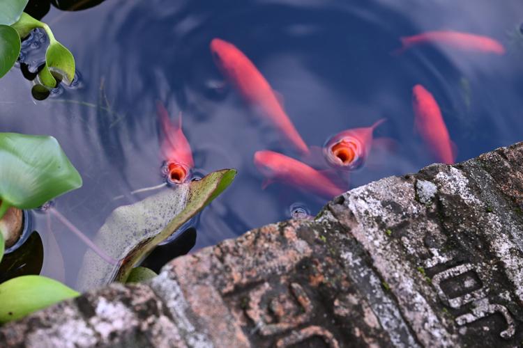 'So very worthwhile': Mid-City home tells a story of loss and rebirth ...