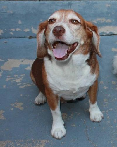 Beloved beagle, lost in Katrina and found again, dies at age 17 as ...