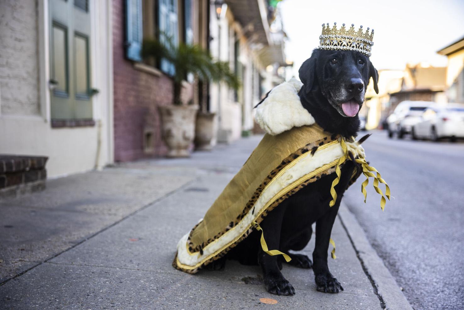 Photos: See royal portraits of Barkus Queen Mabel and King Flash ...