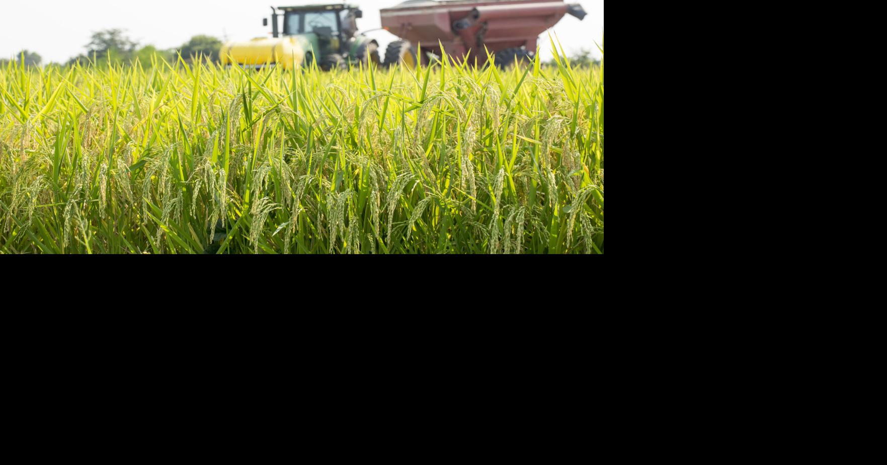 Elon Musk USAID takeover threatens Louisiana rice industry | Local ...