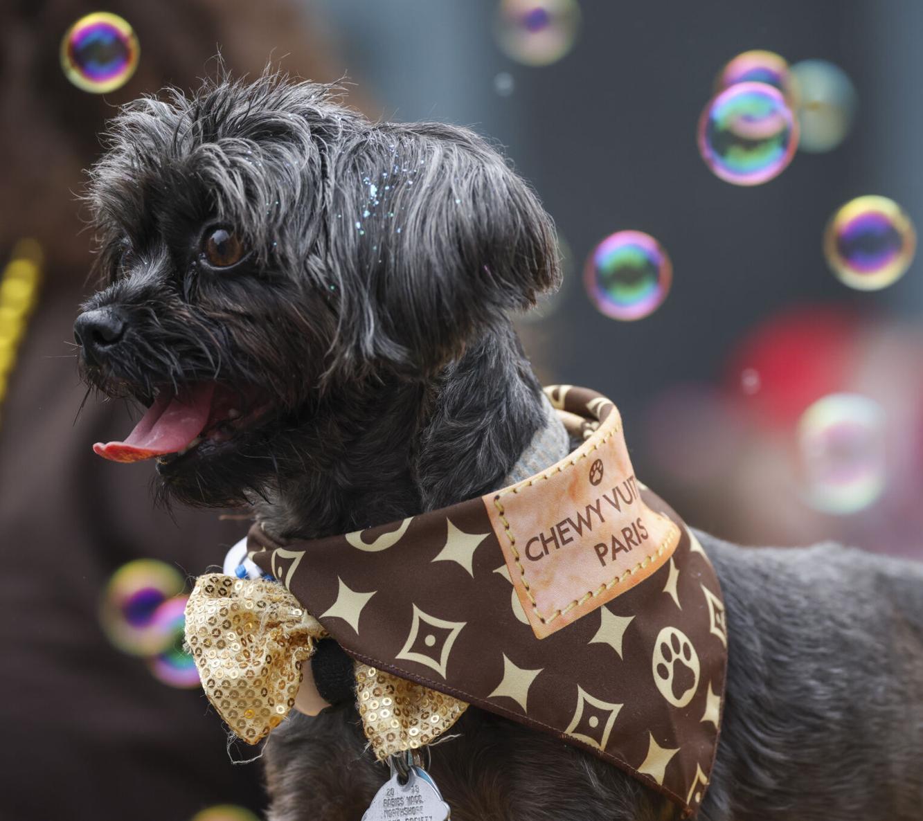 2026 Krewe of Barkus dog parade changes time for Super Bowl | Mardi ...