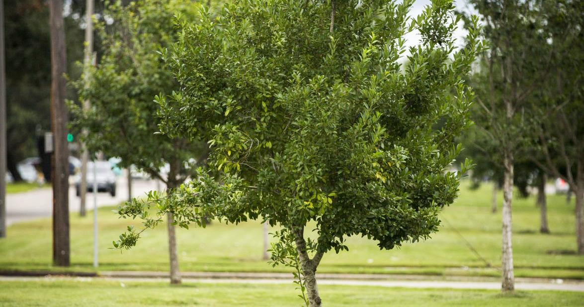 Our Views: A comeback for our trees | Opinions and Editorials | nola.com