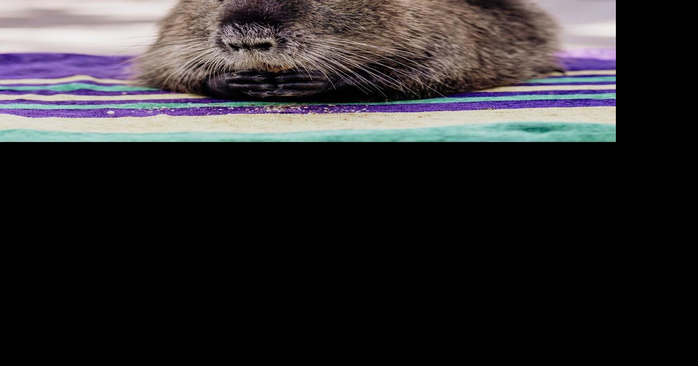 Neuty the nutria to lead Mardi Paws parade | Mardigras | nola.com