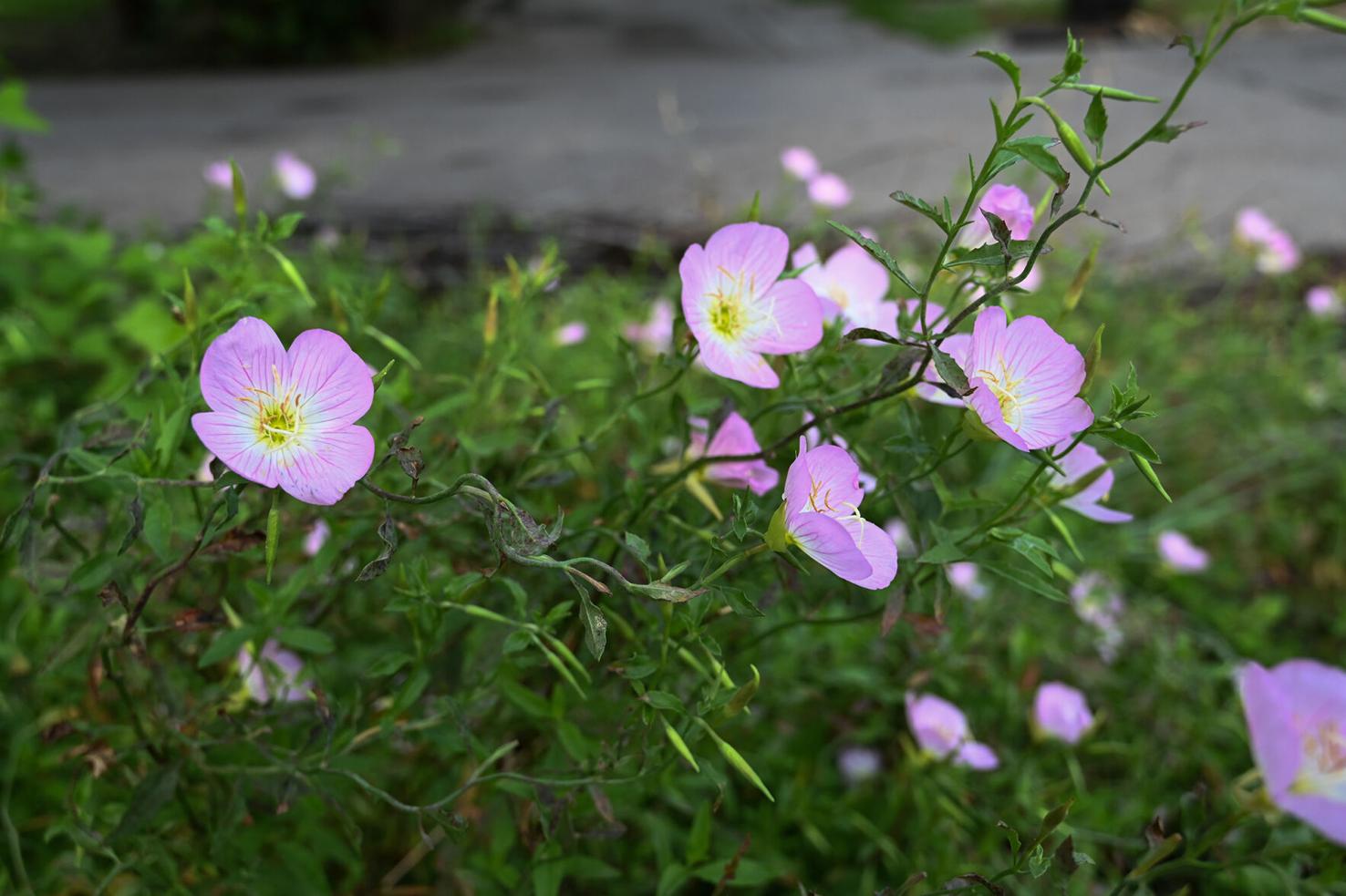 Native plants grow wildly on this New Orleans yard, set among neighbors ...