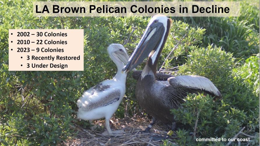 Rebuilt barrier islands are restoring brown pelican numbers ...