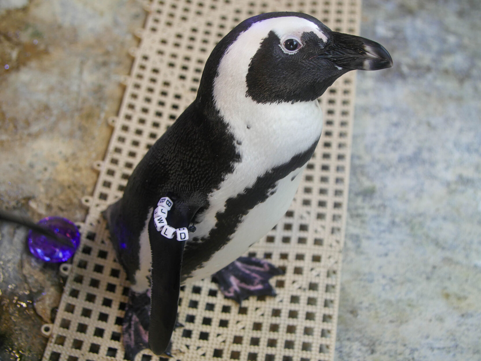 Audubon Aquarium and Zoo are celebrating Taylor Swift, too | Taylor ...