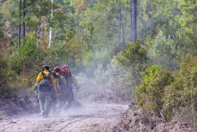 Tiger Island Fire was arson, Louisiana officials say | News | nola.com