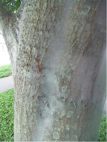 Digging In: Beneficial 'bark lice' are hard at work, cleaning up your ...