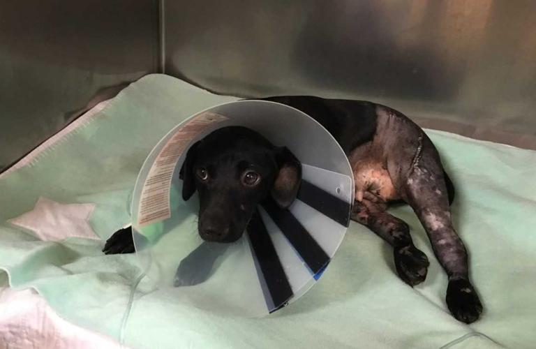 'Doomed' dog left for dead 2 days in ditch finds love, healing | One ...