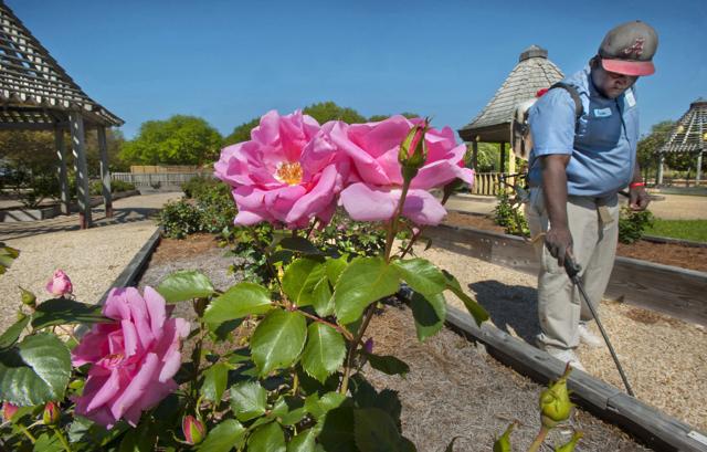 Want more rose blooms? Dan Gill explains how to get them | Home/Garden ...
