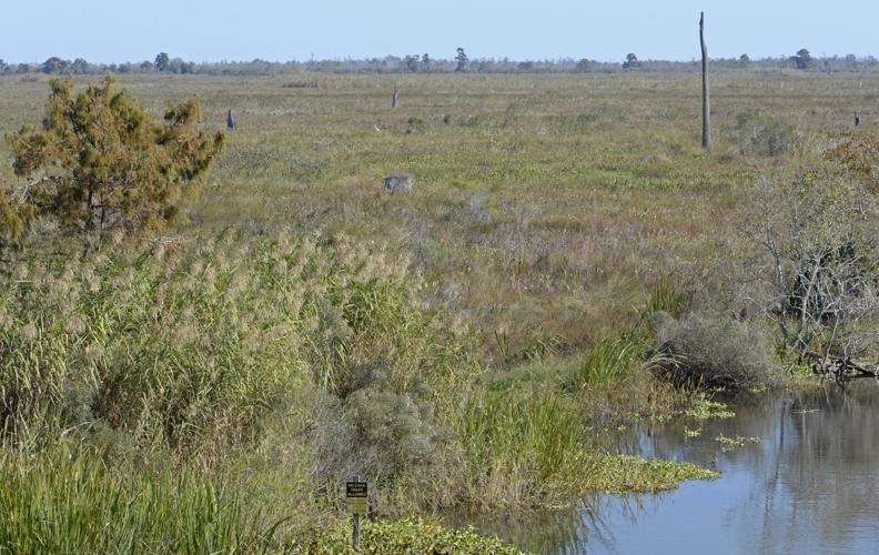 Conservationists urge action by Louisiana to restore, protect critical ...