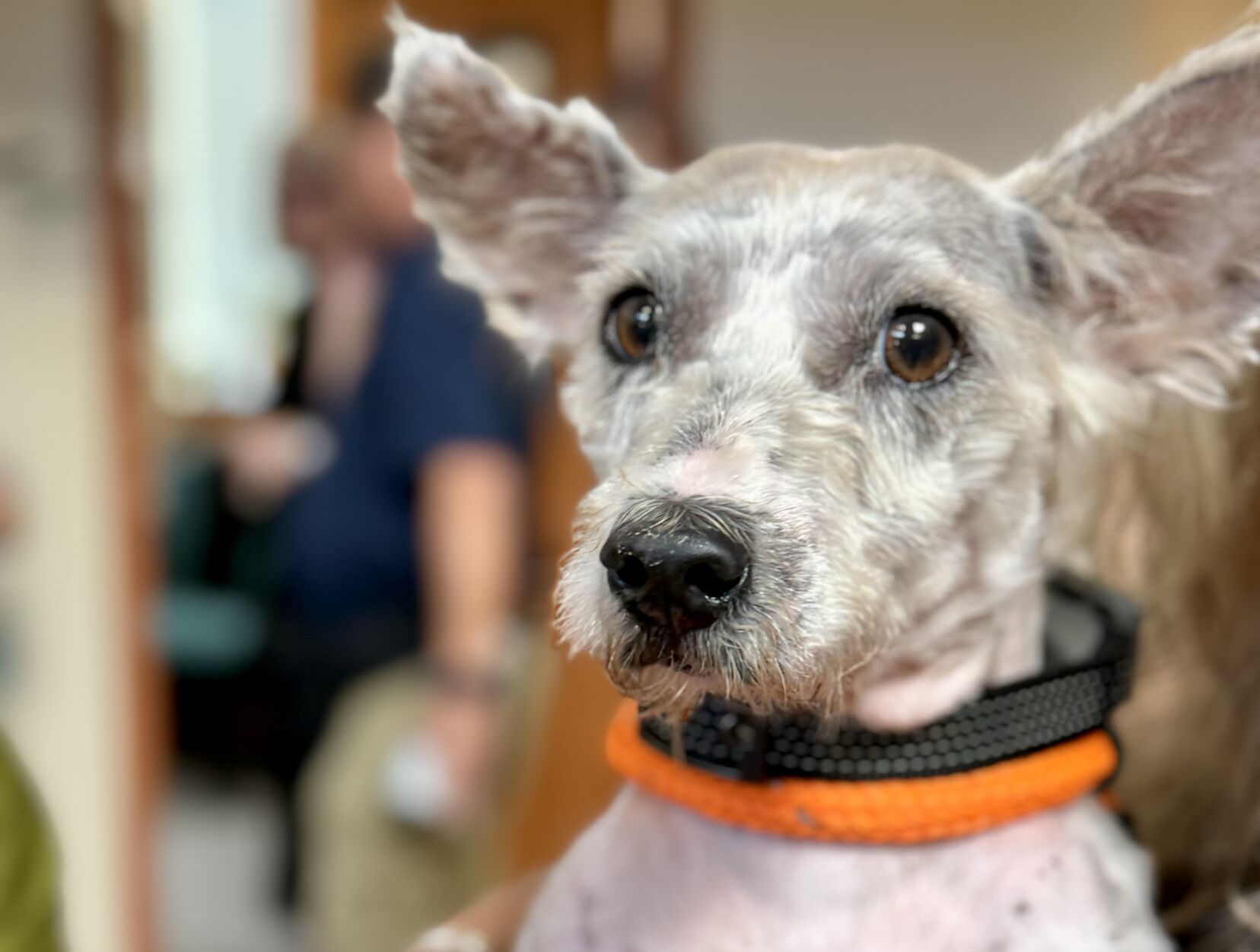 Scrim, New Orleans celebrity dog, on cover of New York Times ...
